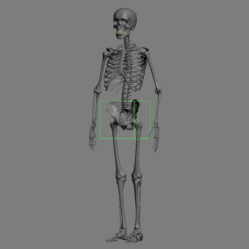 3d model skeleton rigged