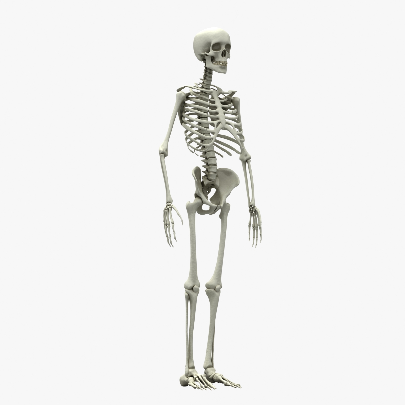 3d model skeleton rigged