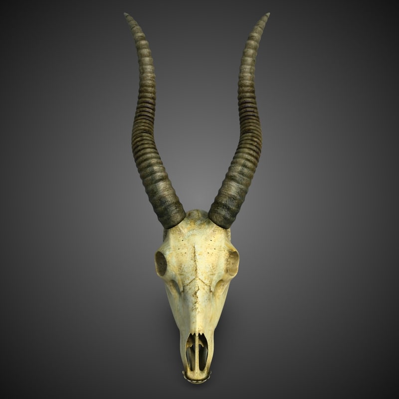 goat skull max