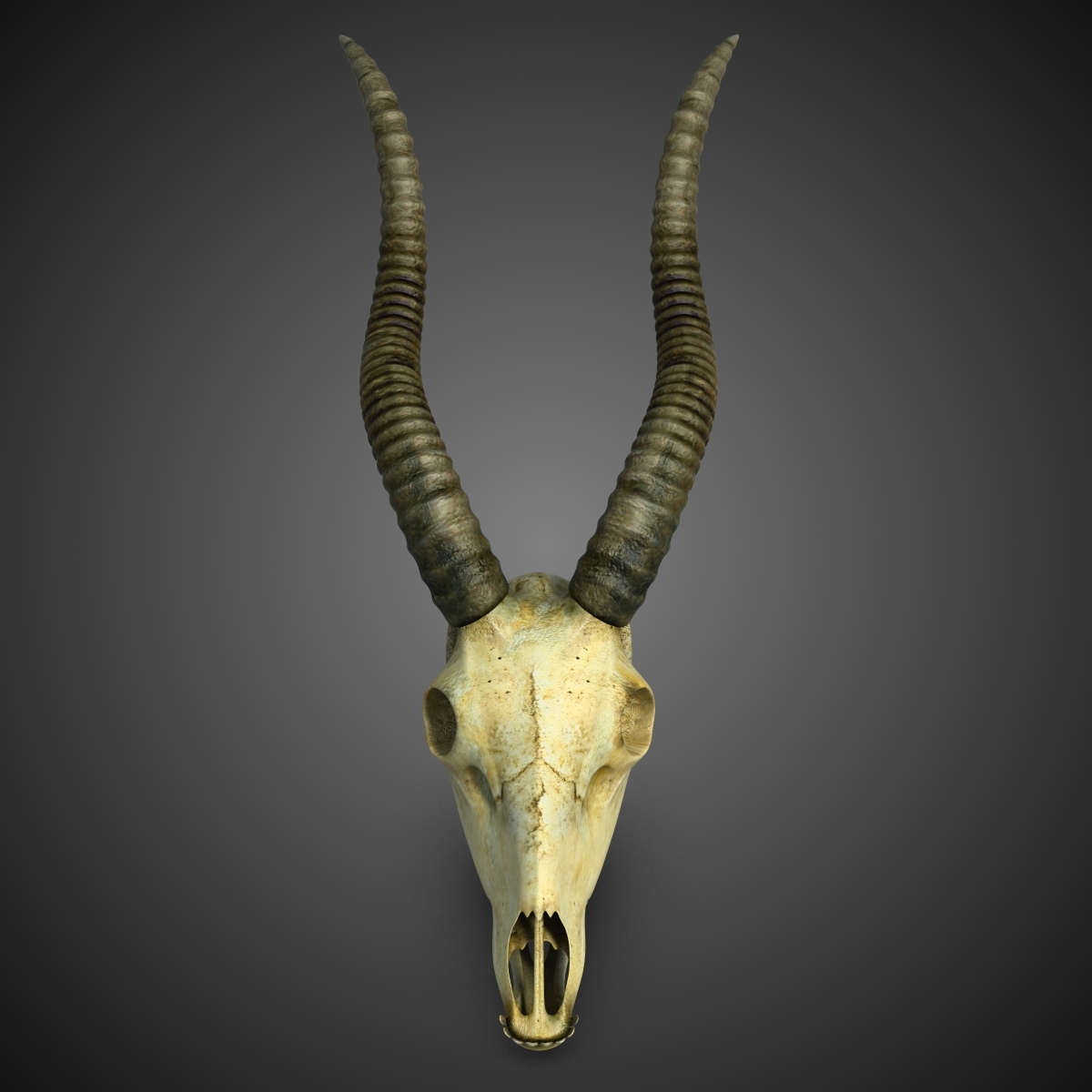 goat skull max