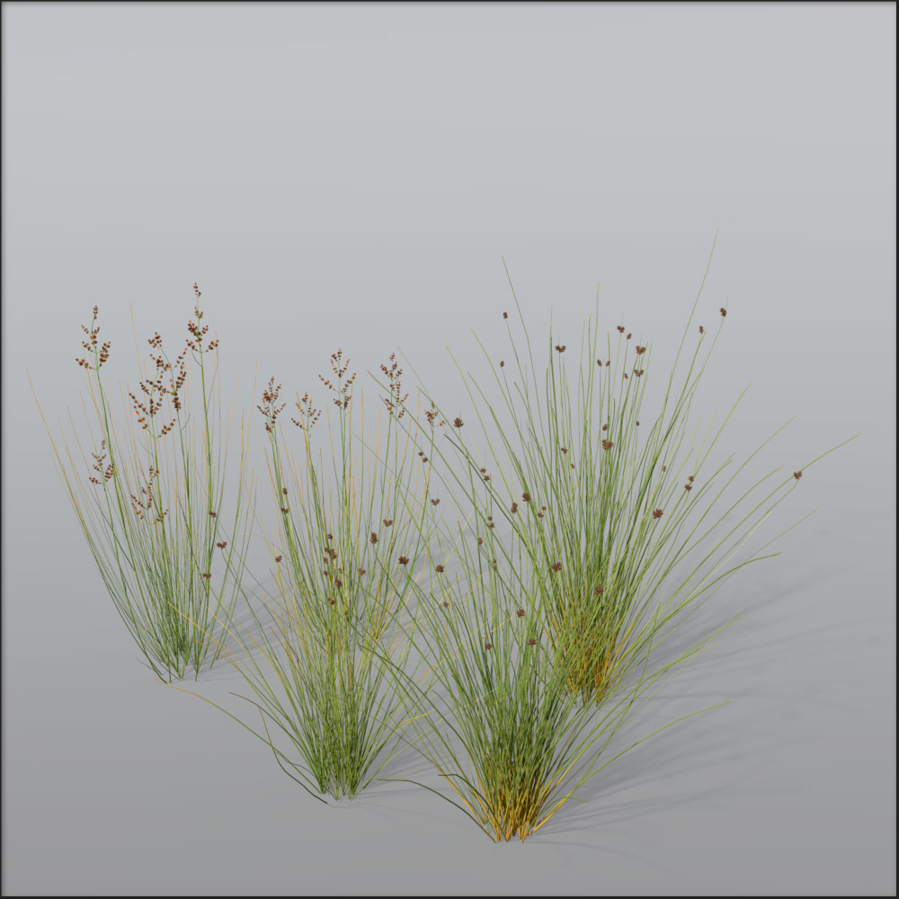 grasses exterior architectural 3d model