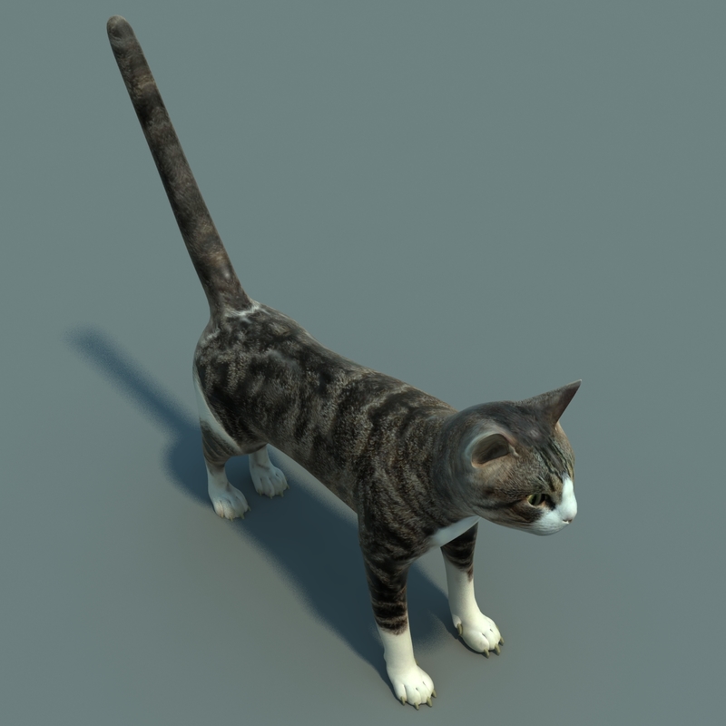 cat rigging obj