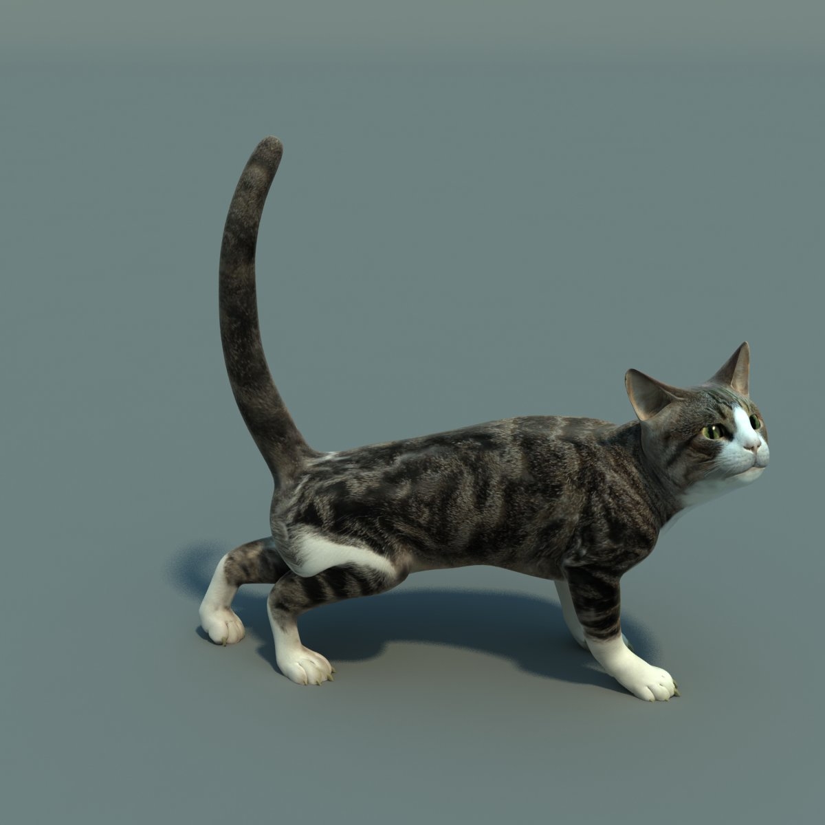 cat rigging obj
