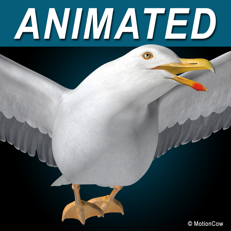 seagull flying 3d c4d
