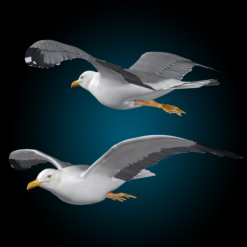seagull flying 3d c4d