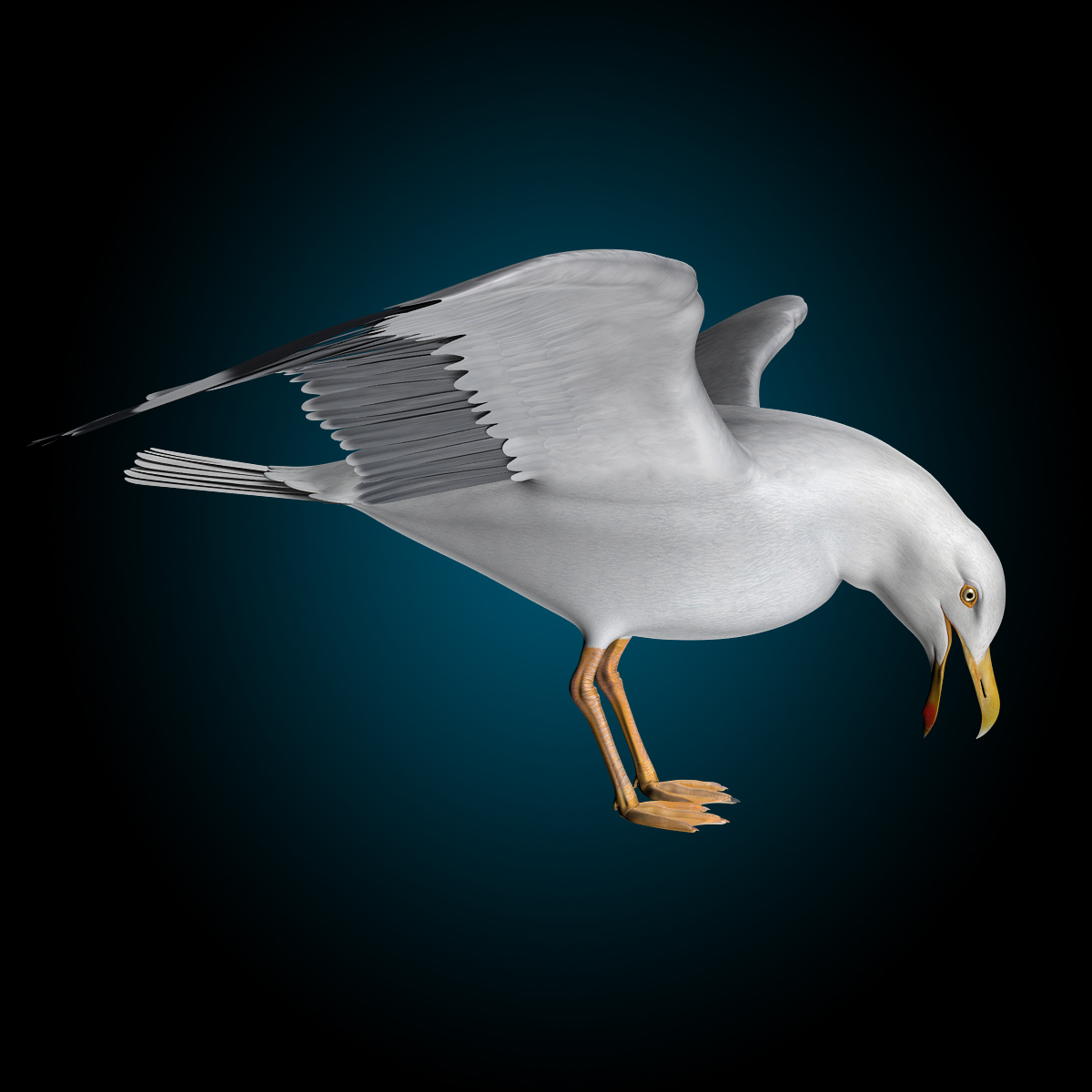 seagull flying 3d c4d