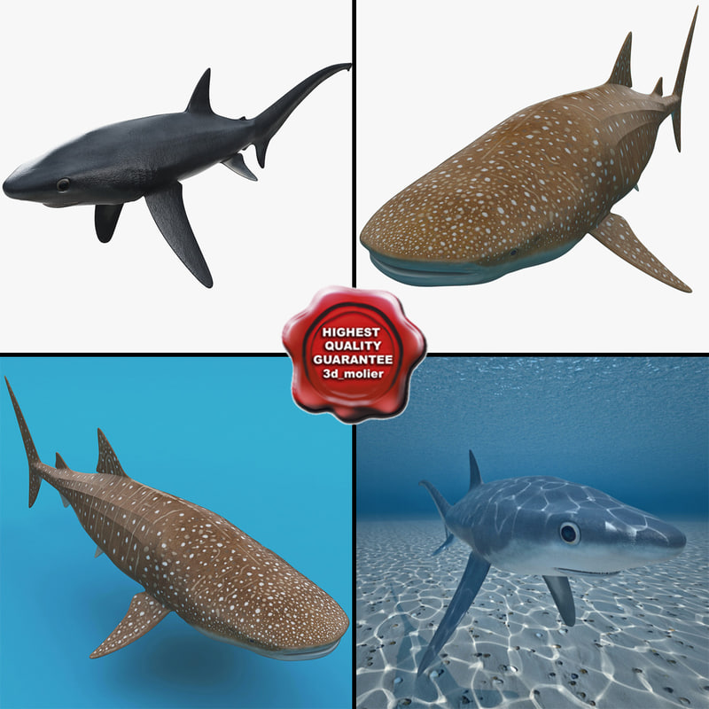 sharks v2 3d model