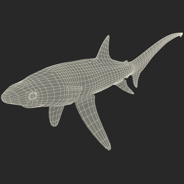 sharks v2 3d model