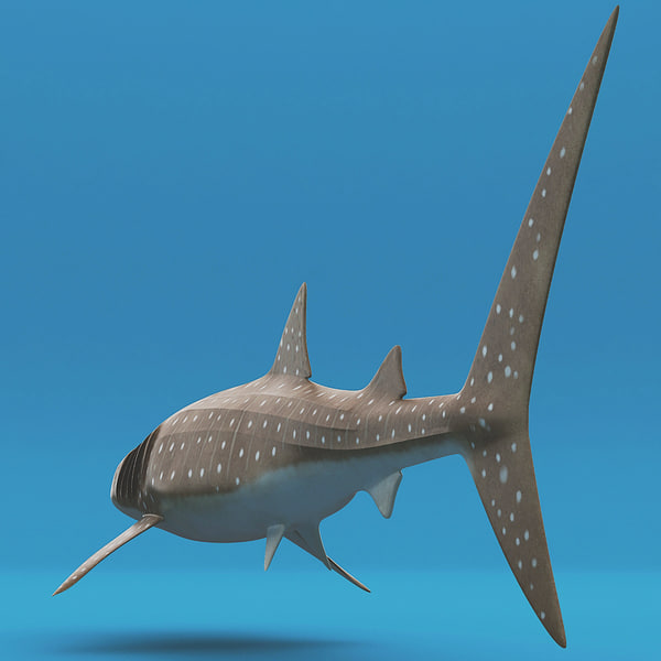 sharks v2 3d model
