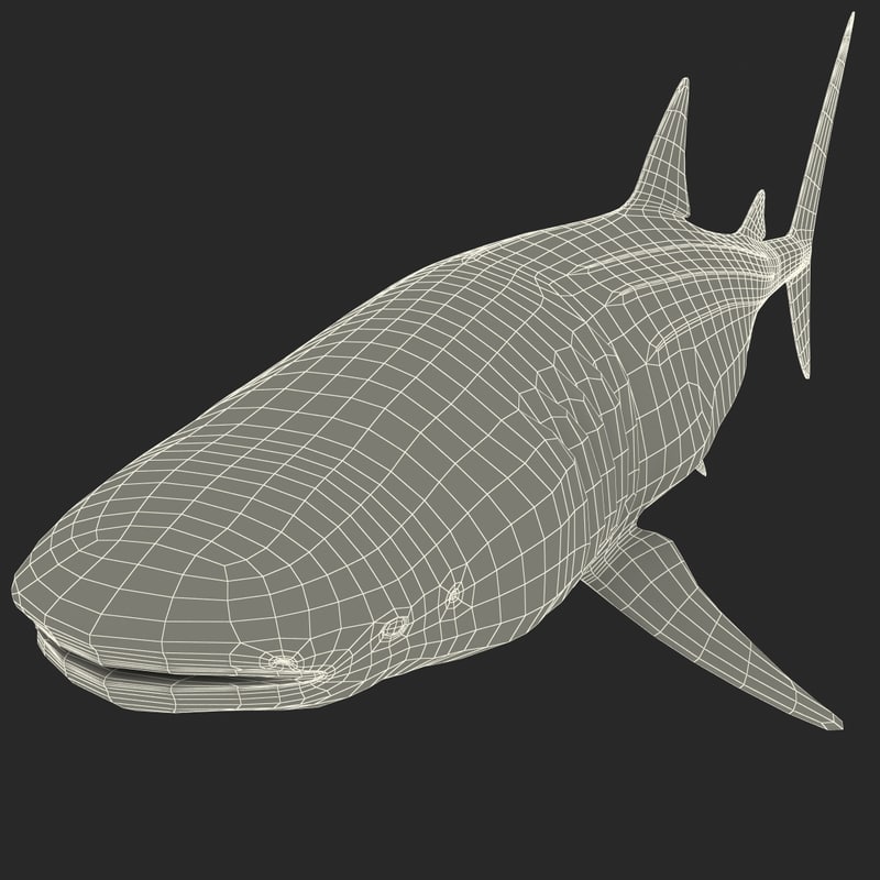 sharks v2 3d model