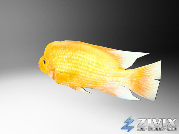 free tropical fish pack 3d model