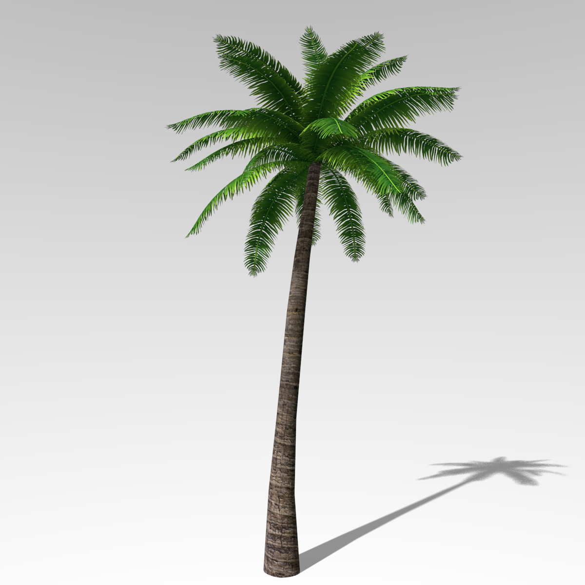 3d model palm tree