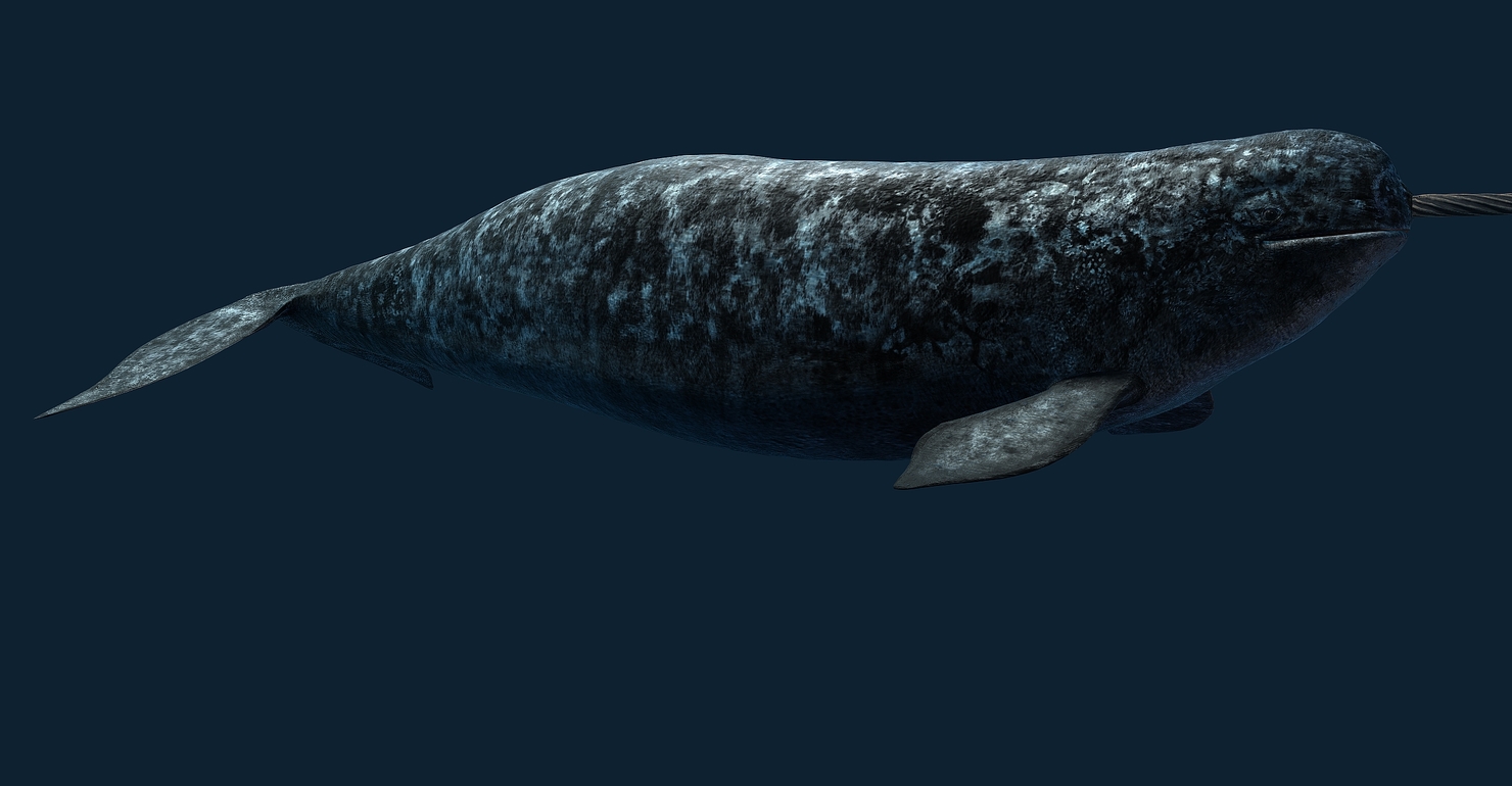 lwo narwhal whale