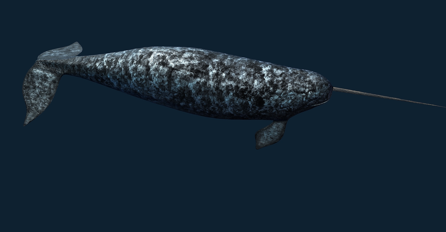 lwo narwhal whale