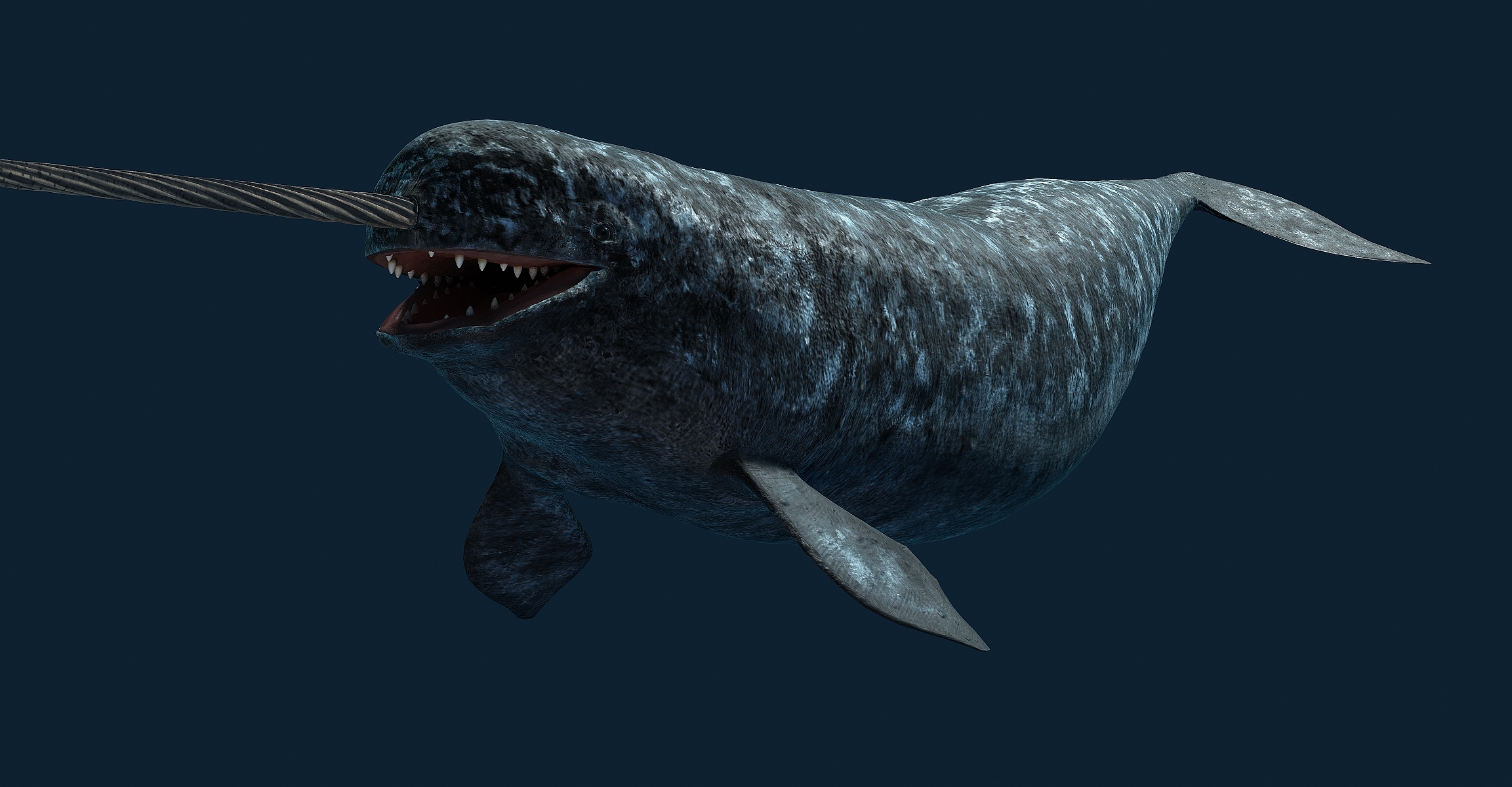 lwo narwhal whale