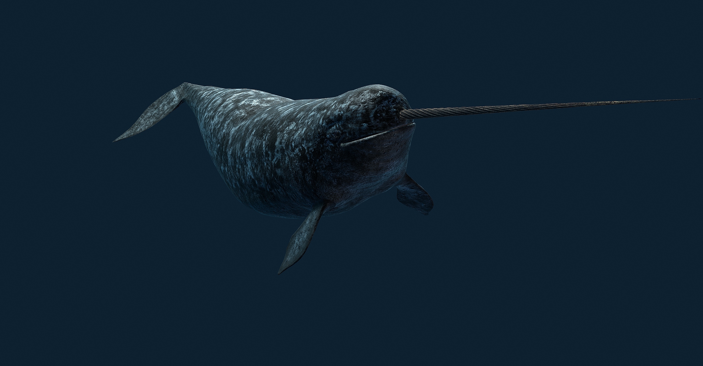 lwo narwhal whale