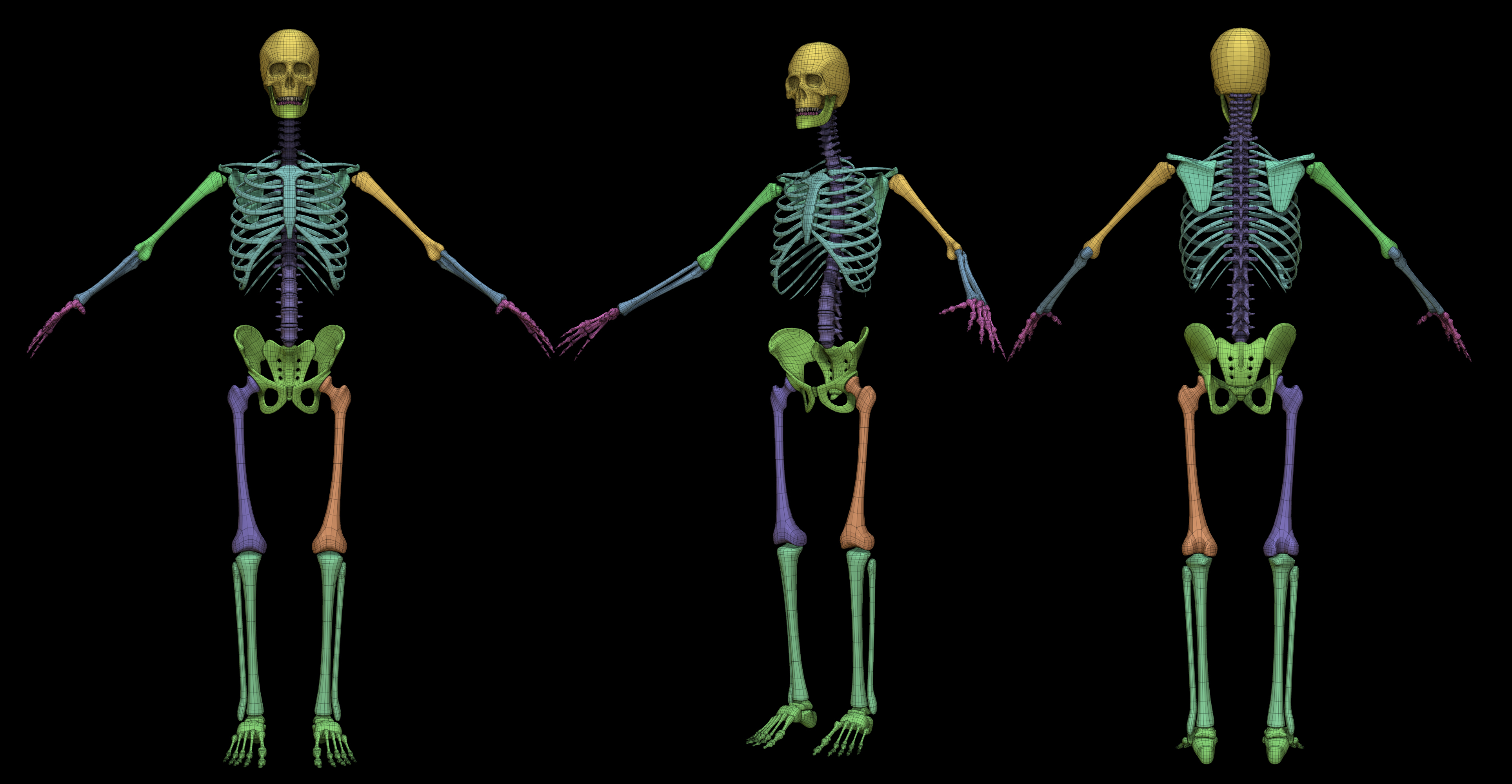 3d anatomical human body sculpt model