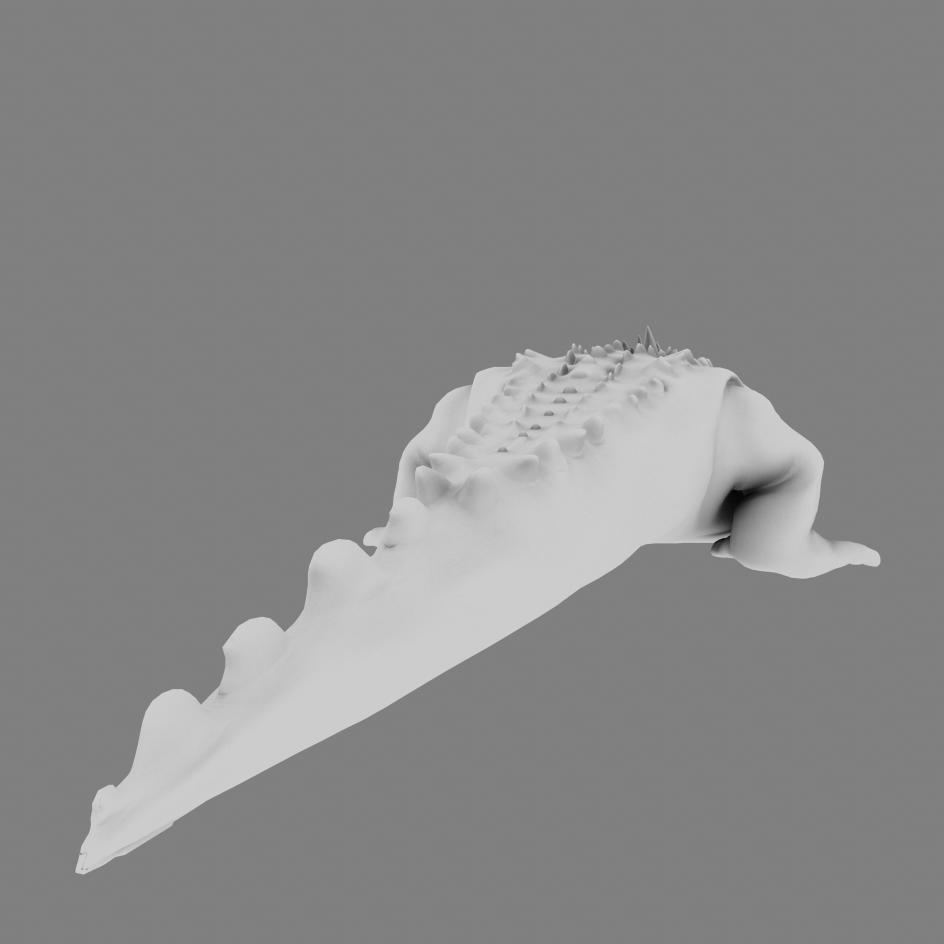 3d alligator gator model