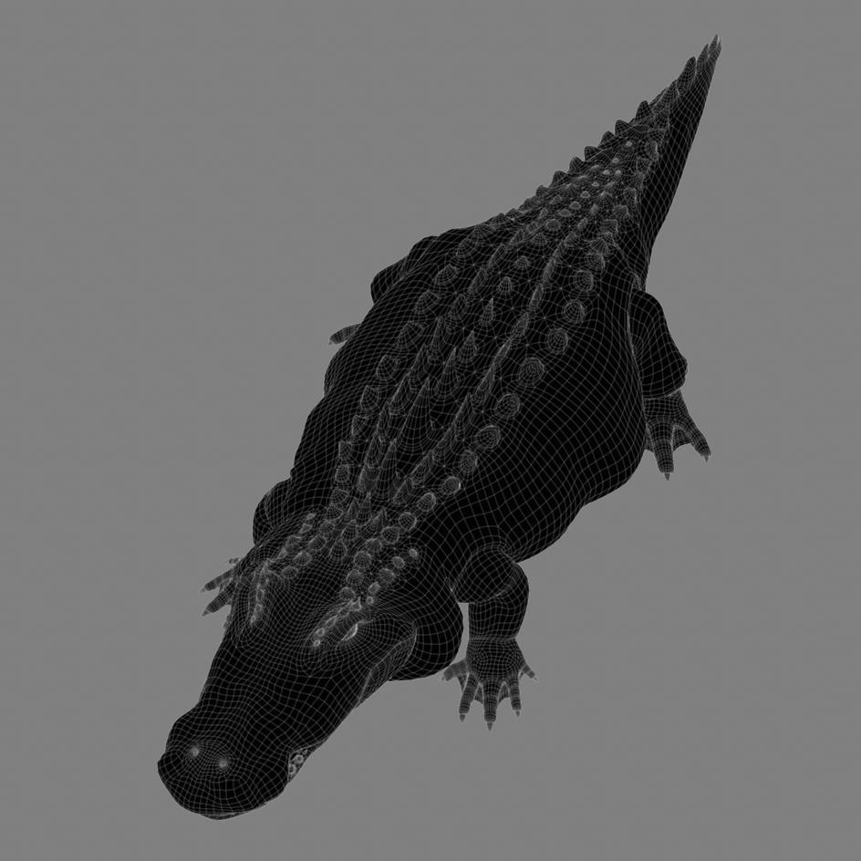 3d alligator gator model