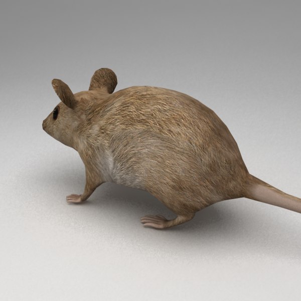 3d rigged mouse walk animation