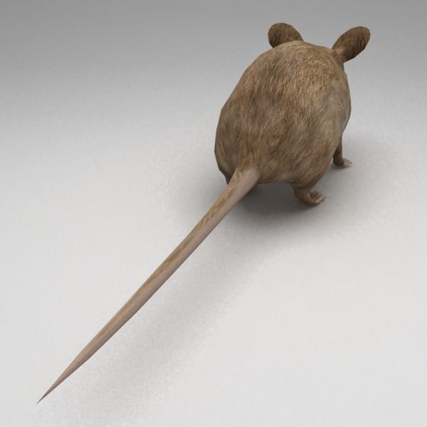 3d rigged mouse walk animation