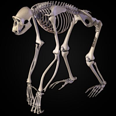 chimpanzee skeleton 3ds