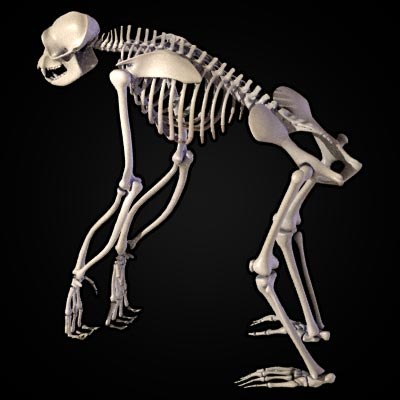 chimpanzee skeleton 3ds