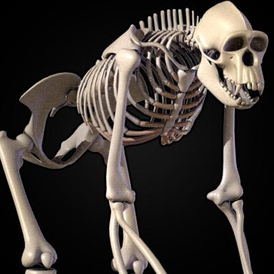chimpanzee skeleton 3ds