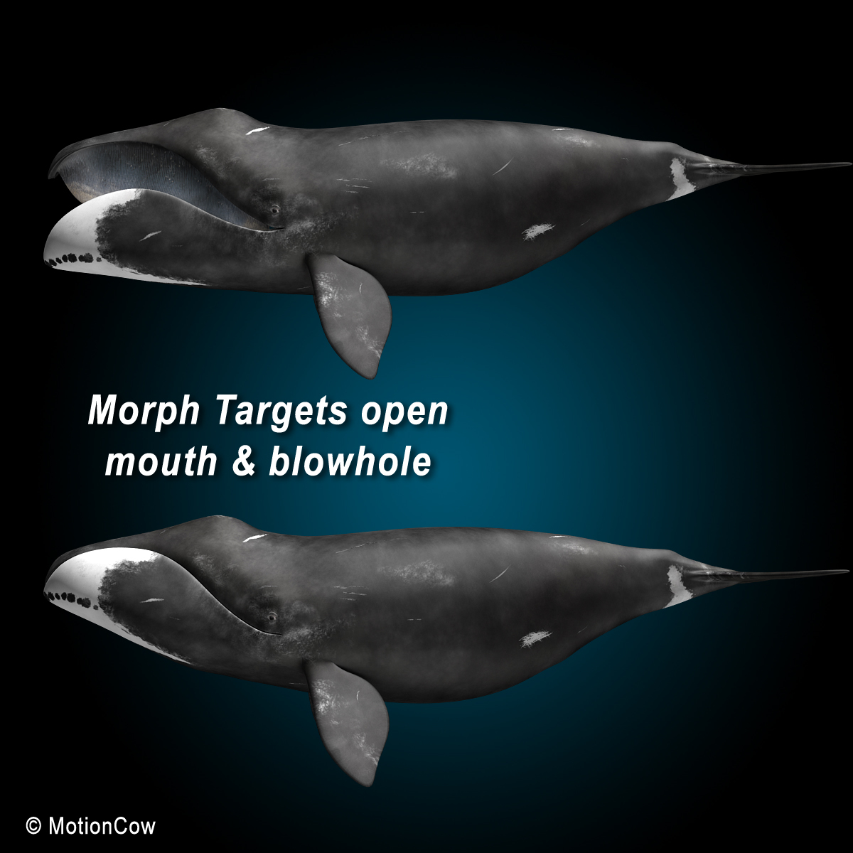 bowhead bow head 3d obj