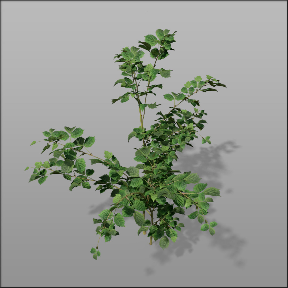 3d shrub bush 1 model