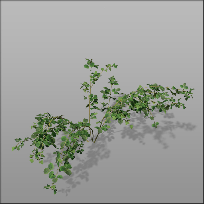 3d shrub bush 1 model