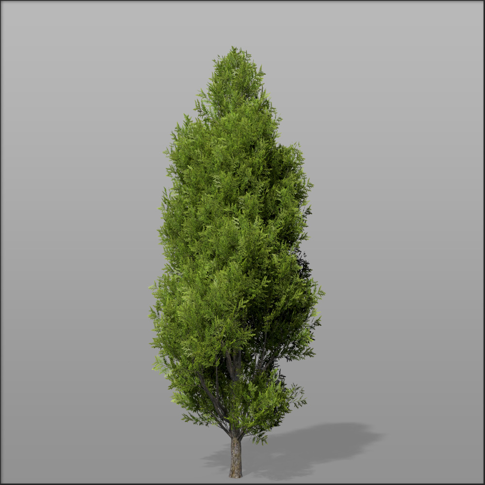3d shrub bush 1 model
