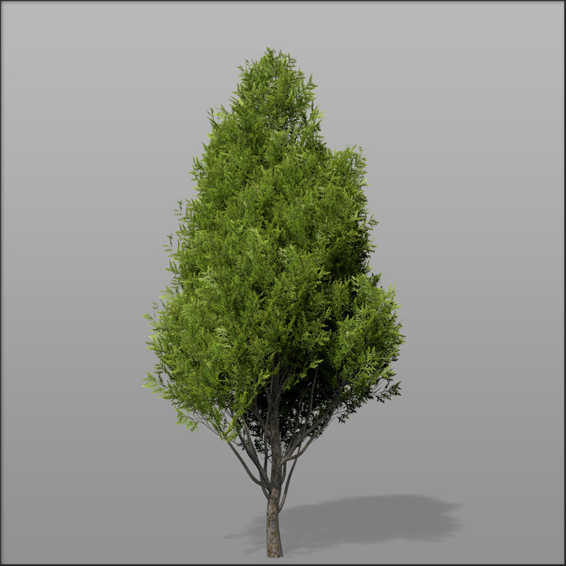 3d shrub bush 1 model