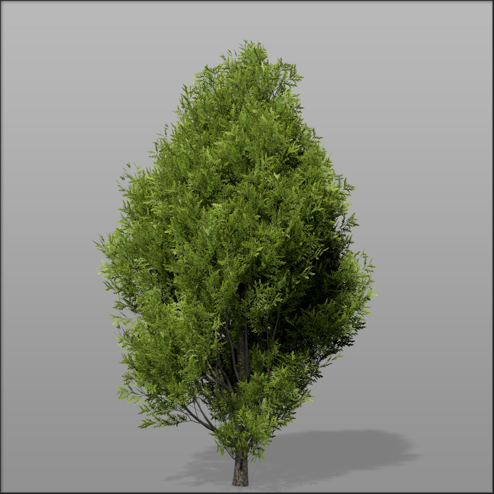 3d shrub bush 1 model