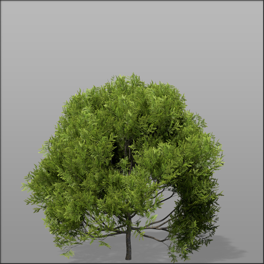 3d shrub bush 1 model