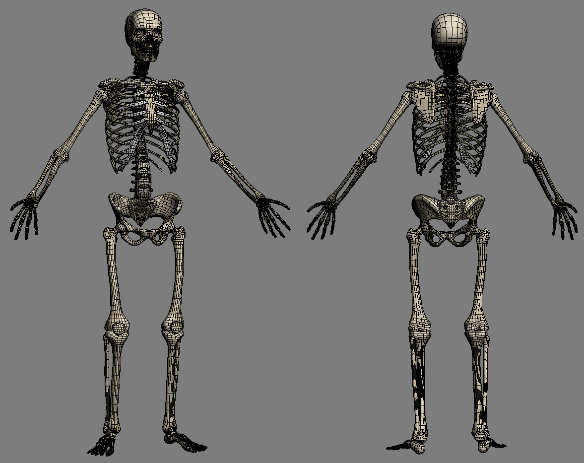 3d model of realistic anatomy skeleton skin
