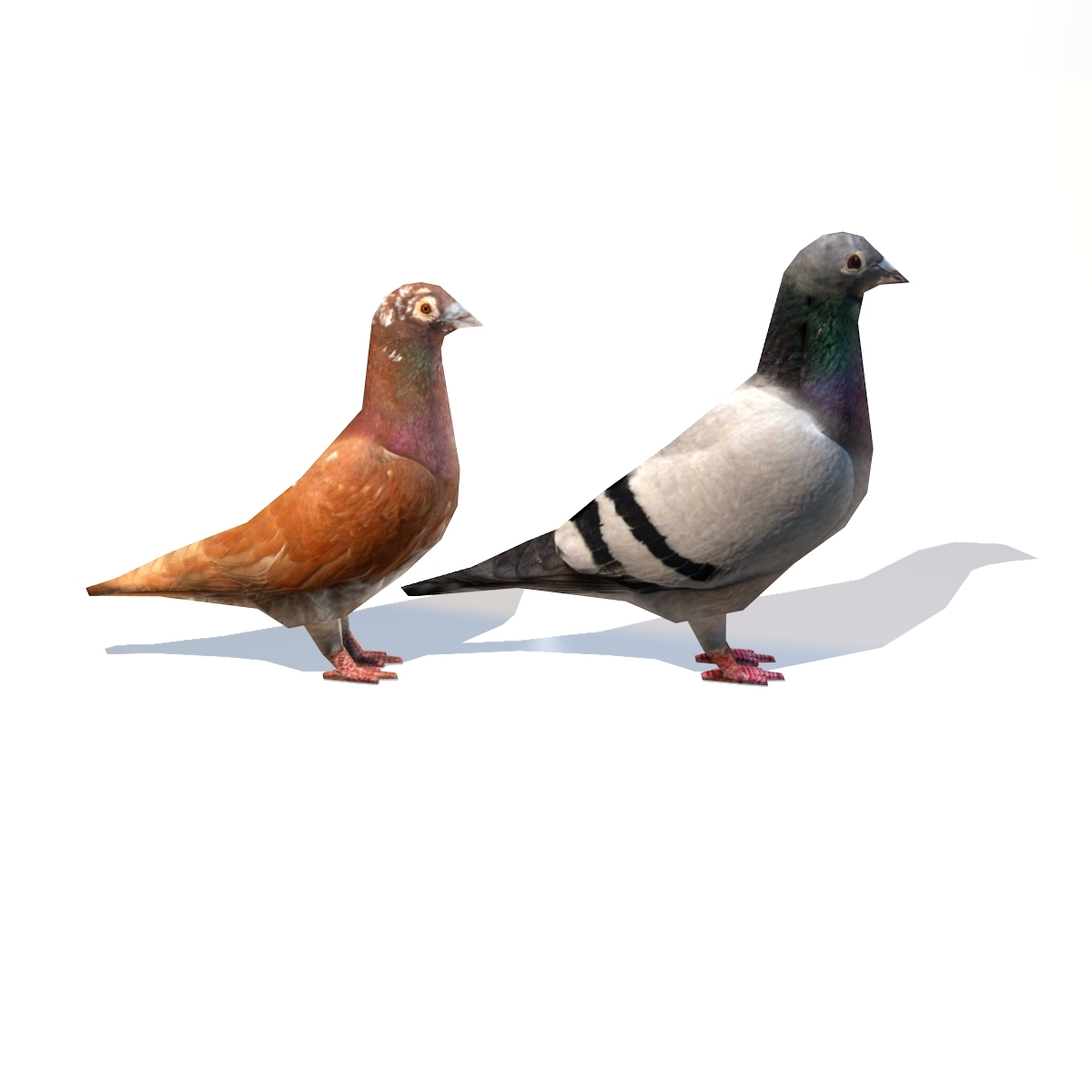 3d model birds pigeons
