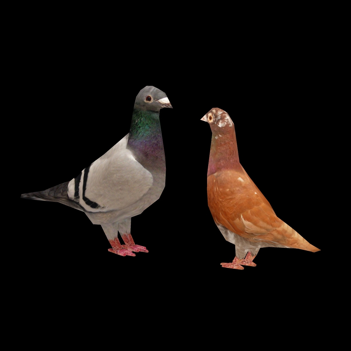 3d model birds pigeons