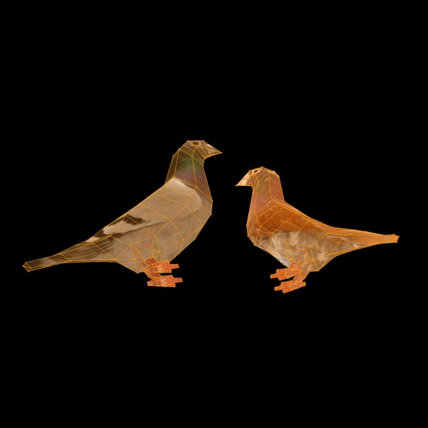 3d model birds pigeons