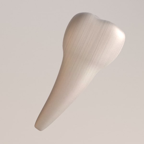 second premolar 3d model
