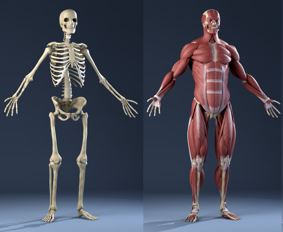 3d Model Realistic Anatomy Skeleton Muscles