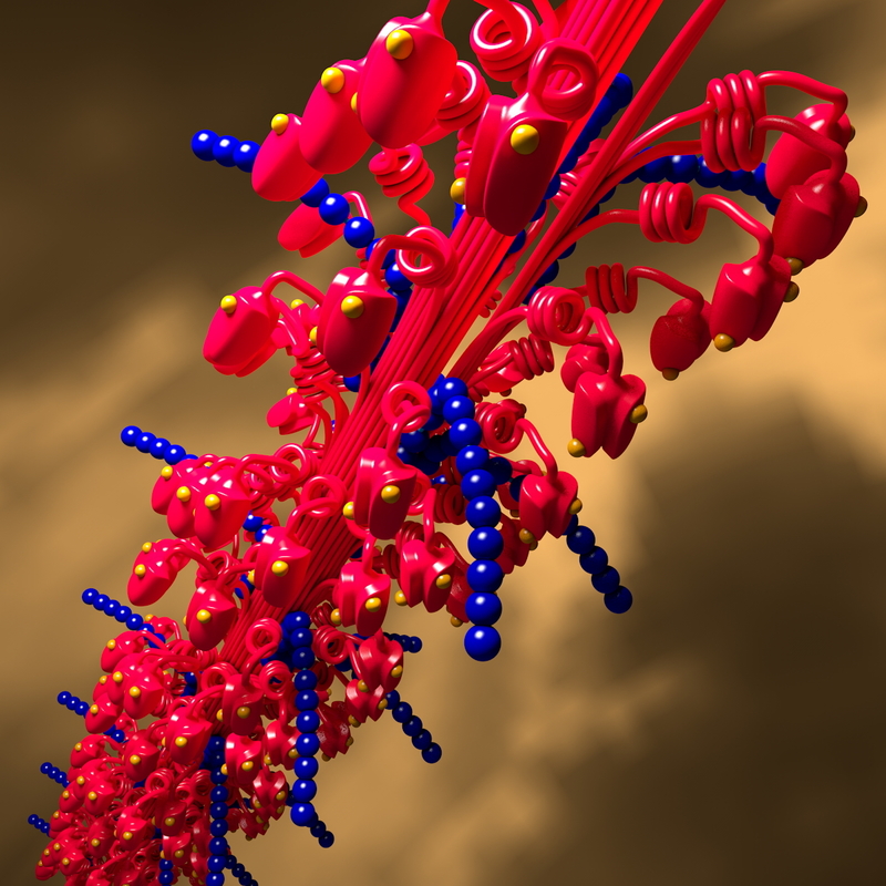 muscle structure 3d model