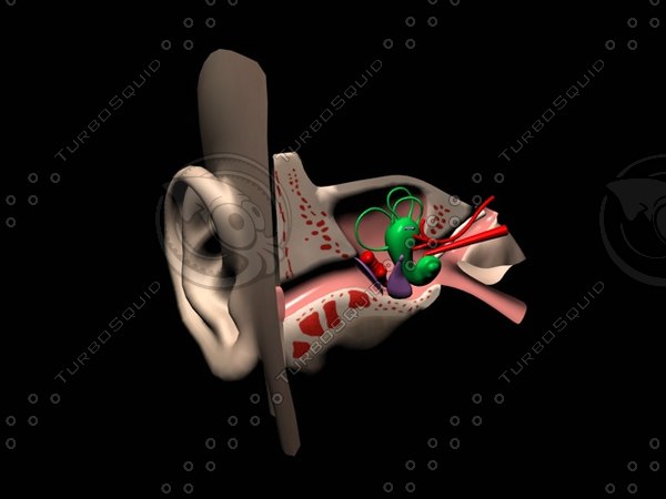 Ohr Anatomie 3D-Modell - TurboSquid 658845
