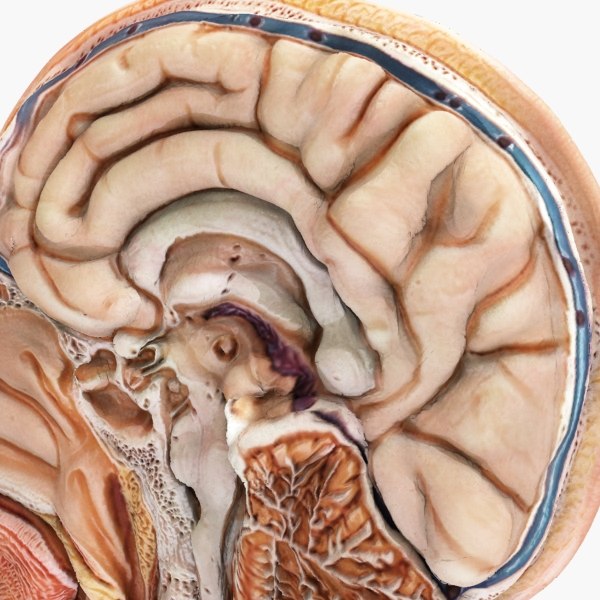 human head lateral slice 3d model
