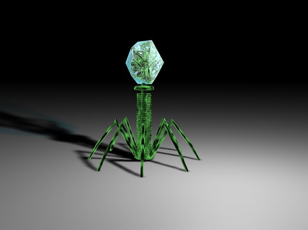 t4 virus 3d model