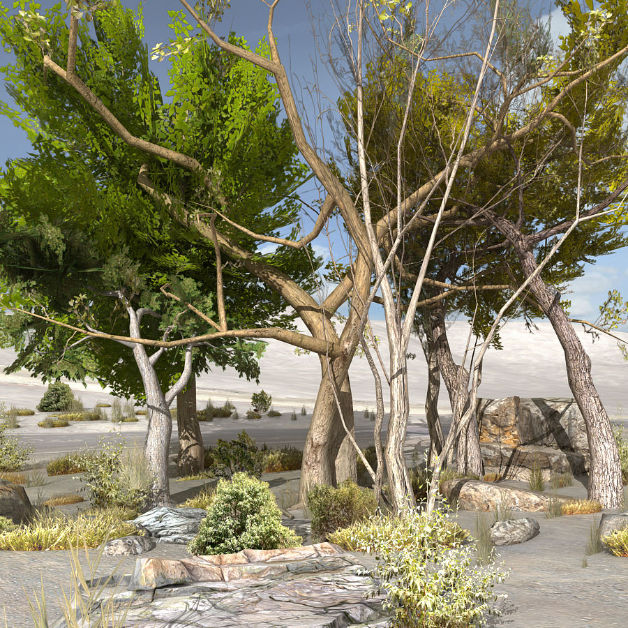 tree plants afghan rock stone 3d max