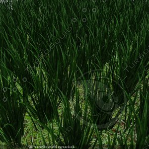 AutoCAD drawing Grass Models | TurboSquid