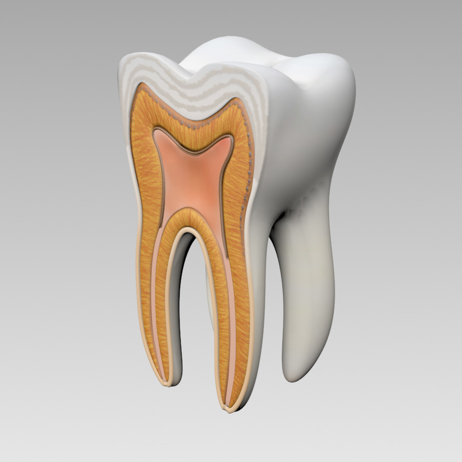 3d tooth cross section