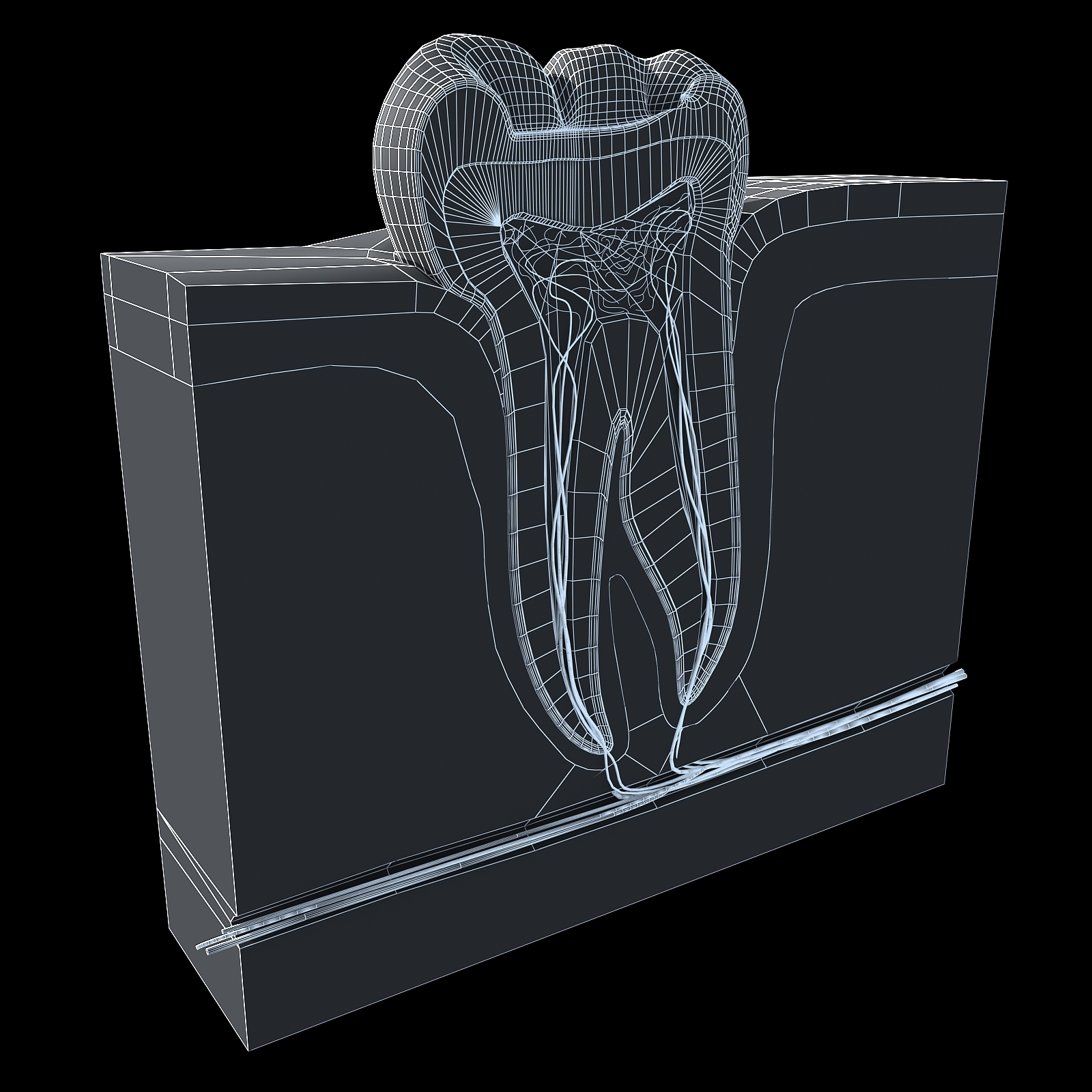 tooth cross section 3d 3ds