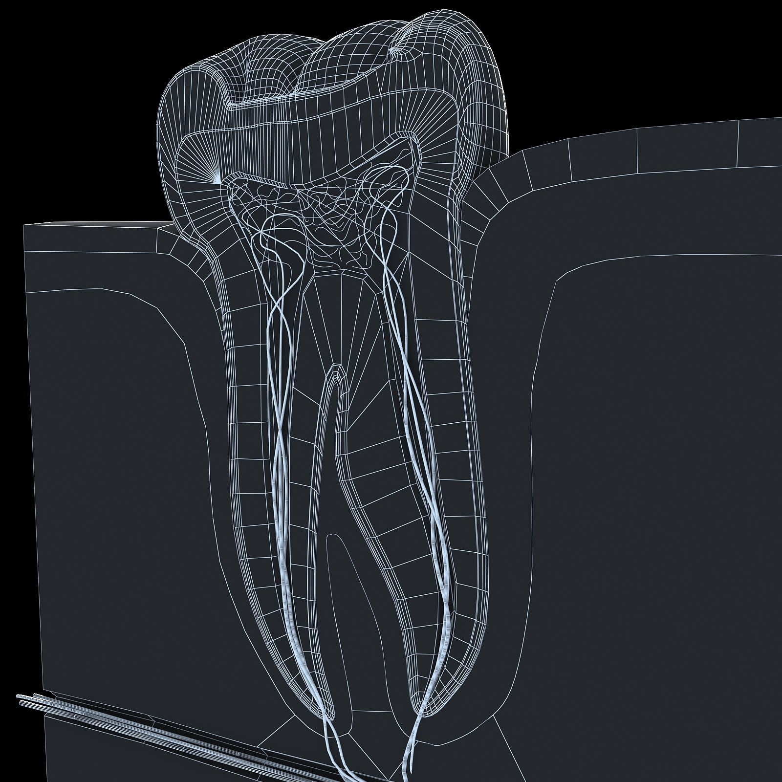 tooth cross section 3d 3ds